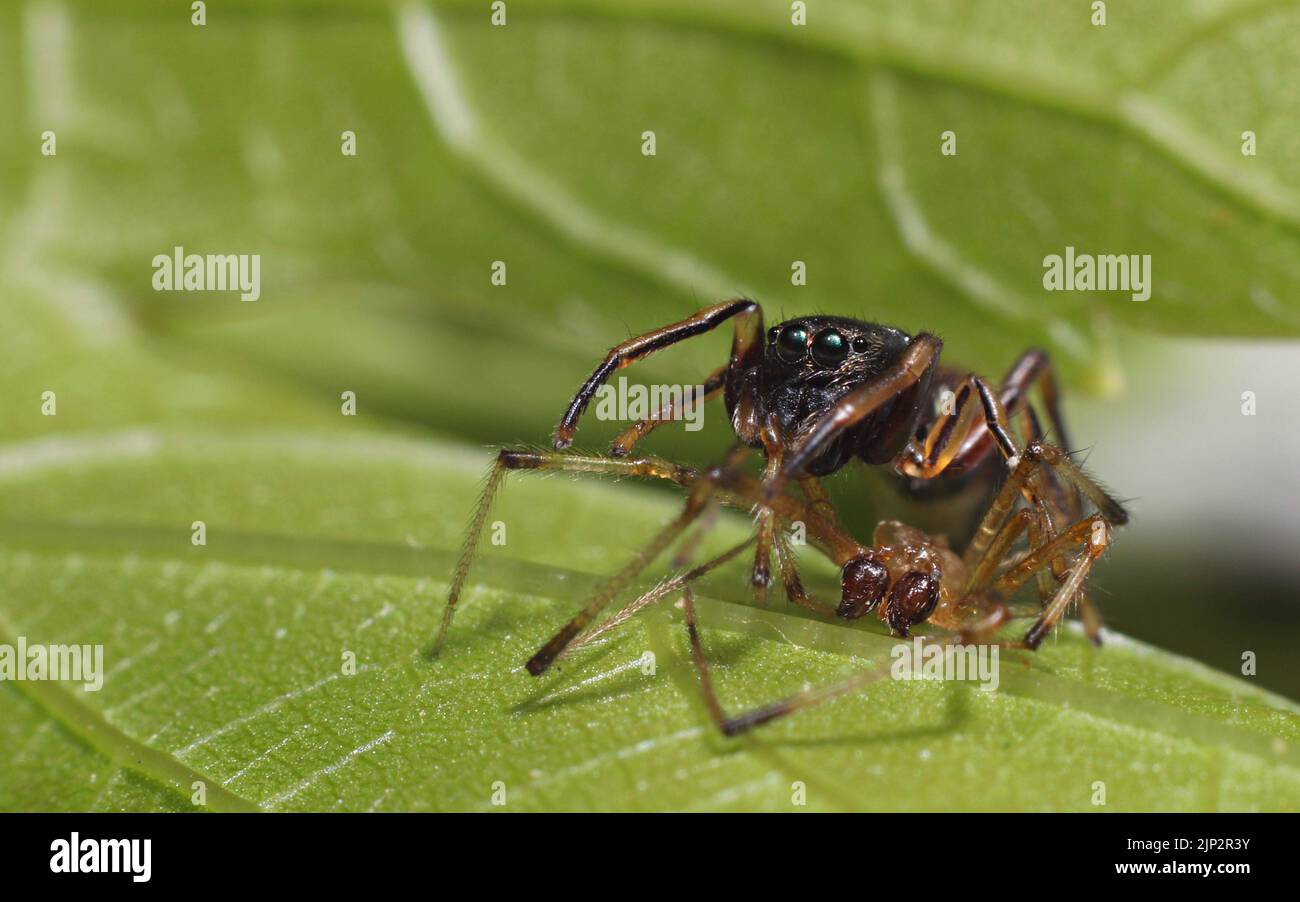 A fighter ant defending himself by killing a much larger spider Stock ...