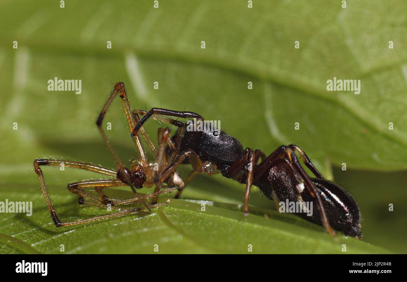 A fighter ant defending himself by killing a much larger spider Stock ...