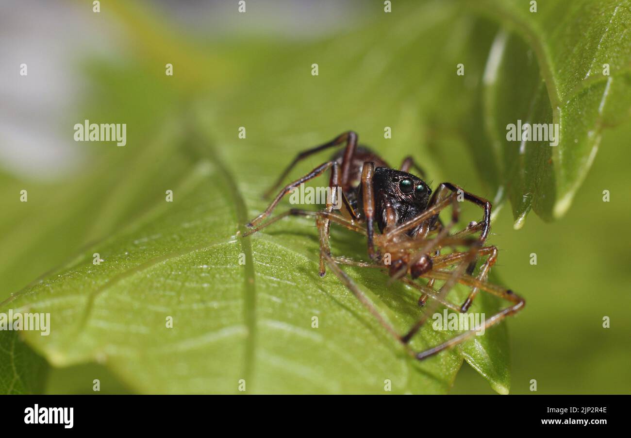 A fighter ant defending himself by killing a much larger spider Stock ...