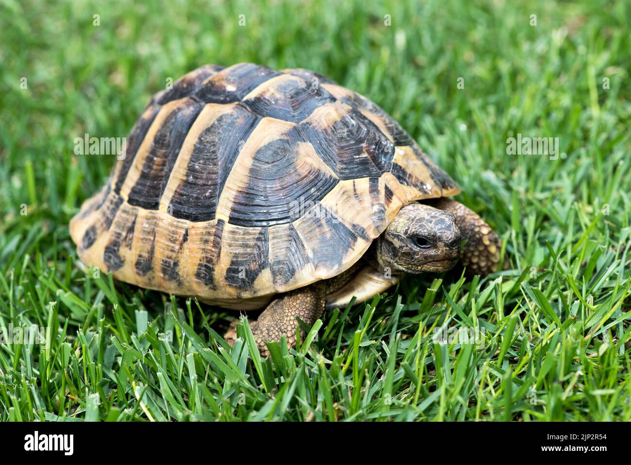 tortoise, greek tortoise, tortoises, greek tortoises Stock Photo - Alamy