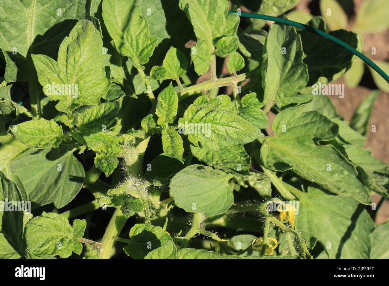 Top view of a leafy tomato plant growing in the kitchen garden in the ...
