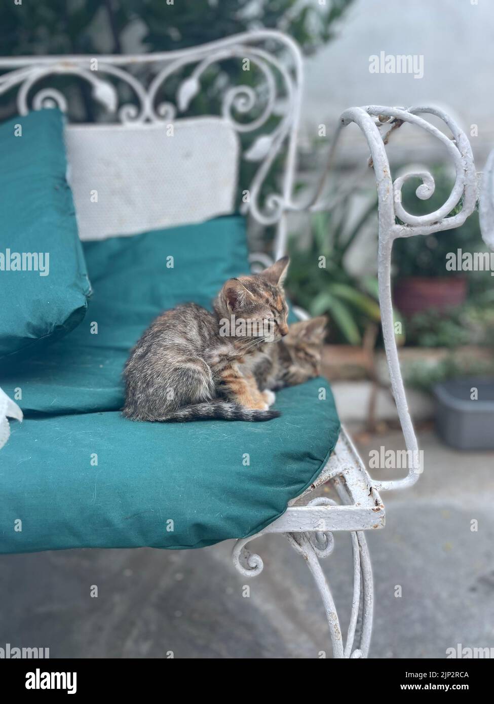 Mala macka hi-res stock photography and images - Alamy