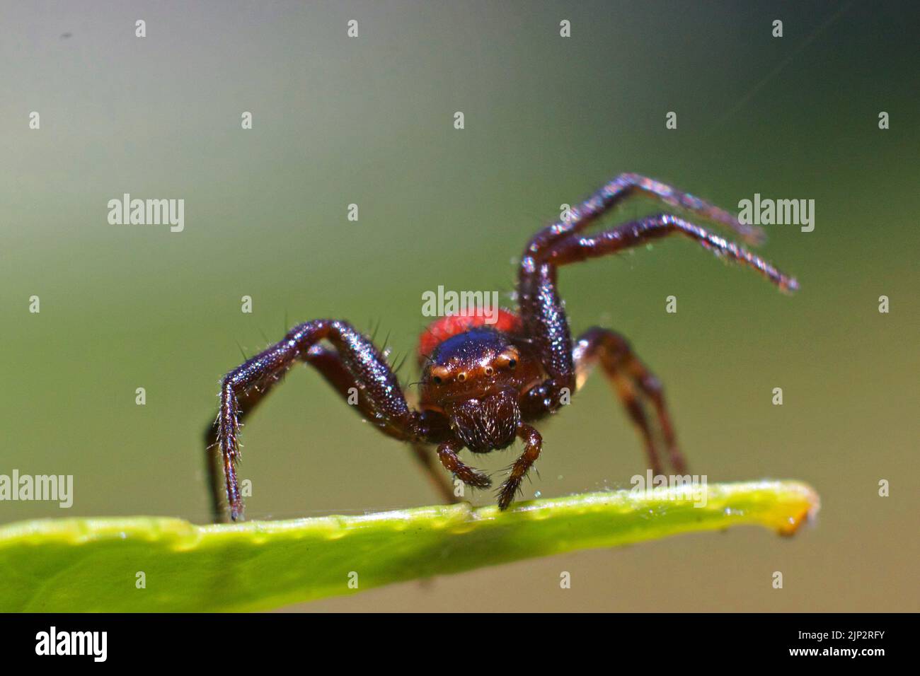 A macro shot of Phidippus johnsoni, the red-backed jumping spider Stock ...