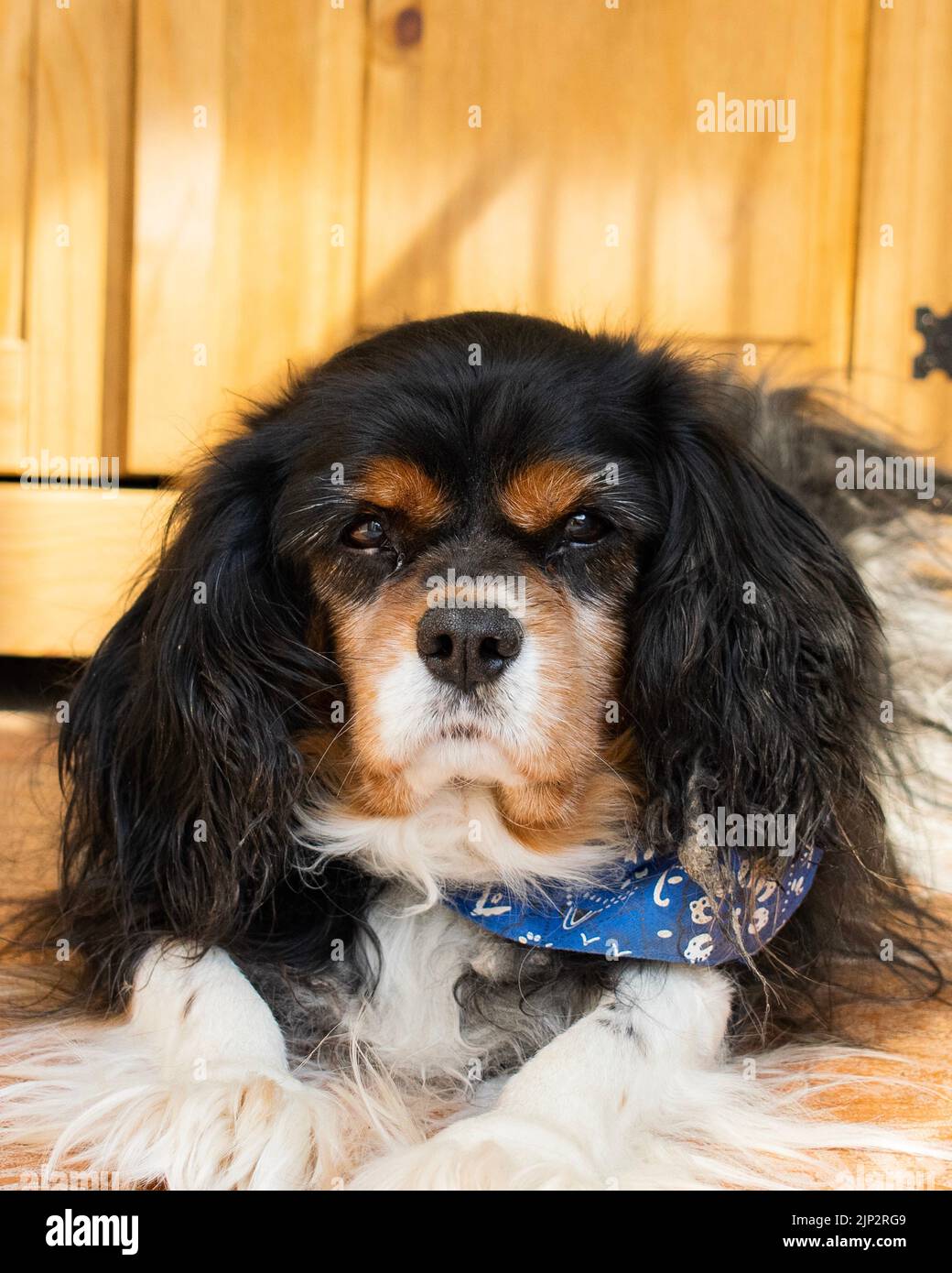 A closeup of a black and white cavalier king charles spaniel dog breed ...