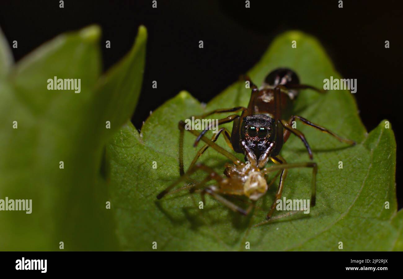 A fighter ant defending itself by killing a much larger spider Stock ...