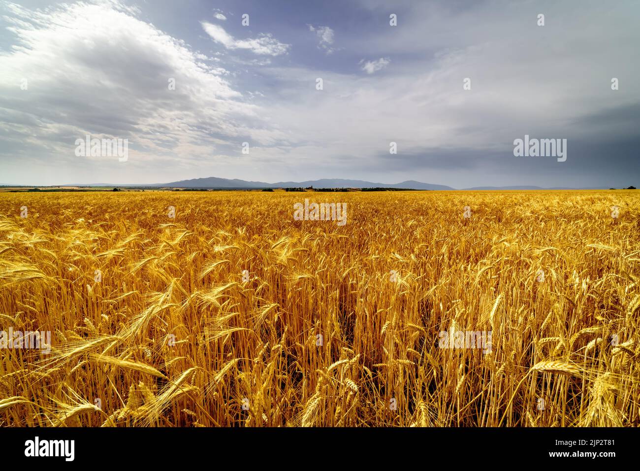Cereal farming, spike field with cloudy storm sky Stock Photo - Alamy