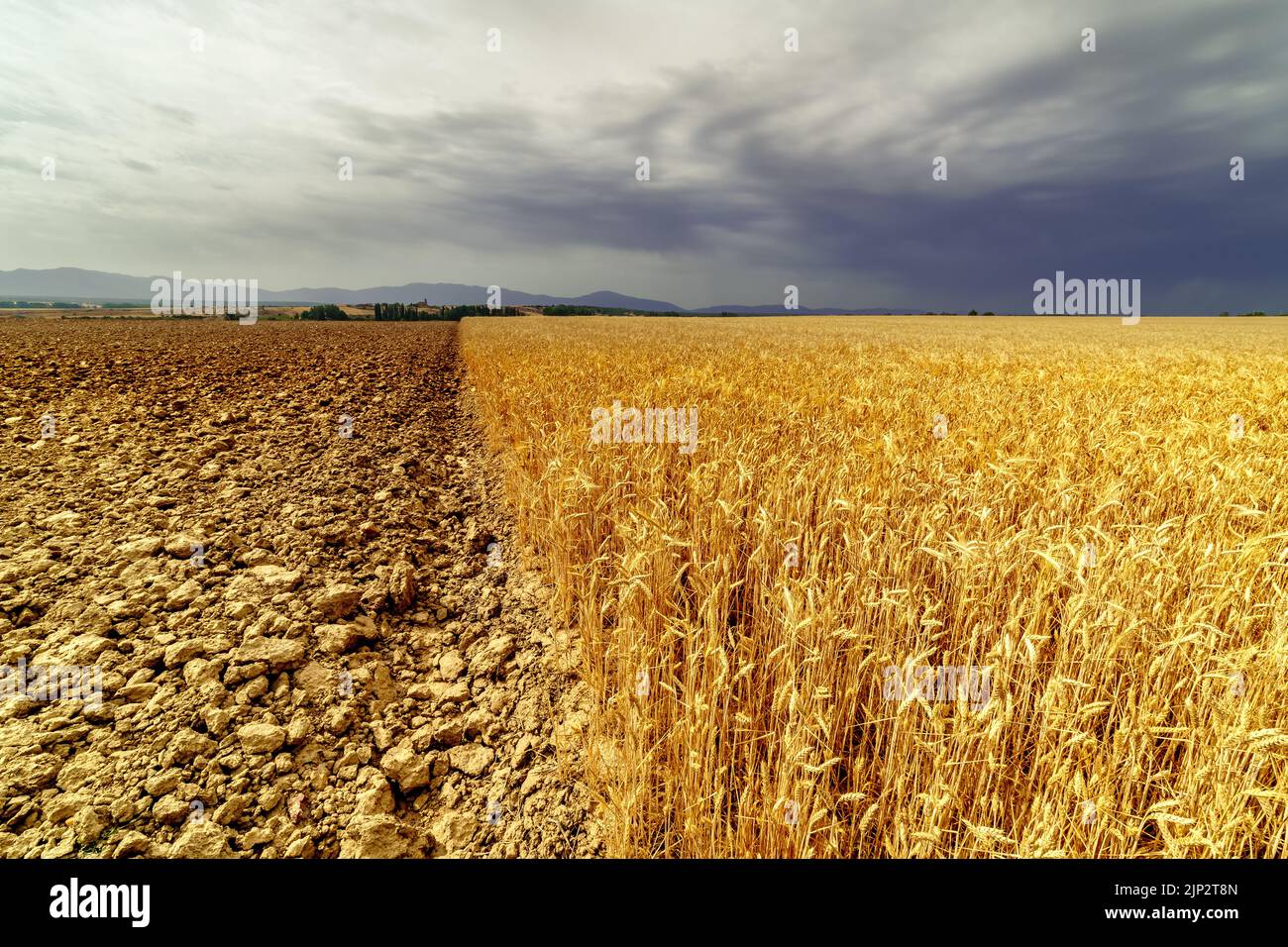 Landscape of cereal field and rough unseeded land with dramatic stormy ...