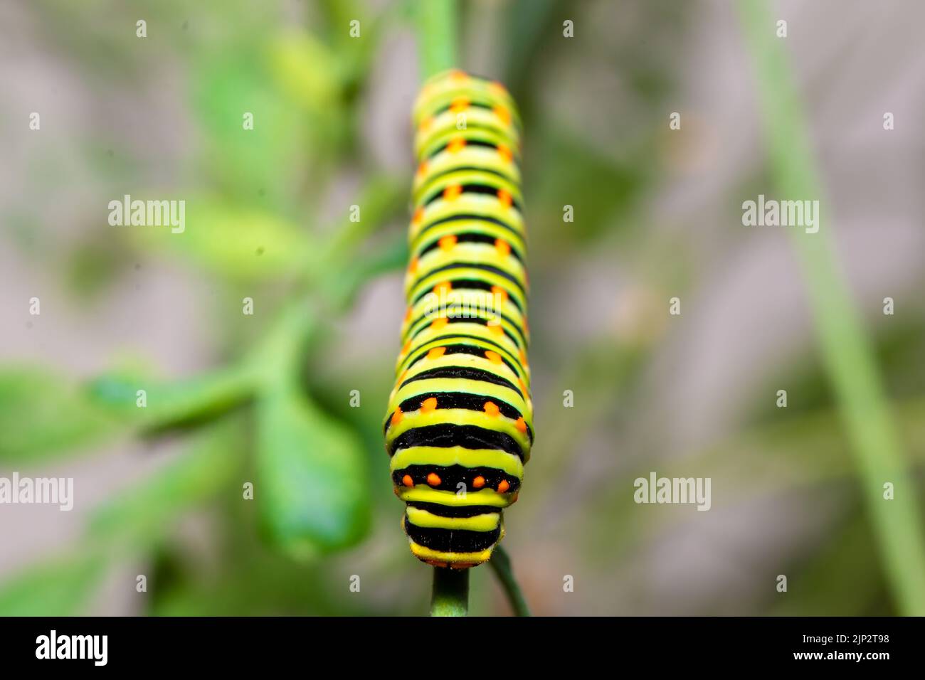 Exotic colorful butterfly caterpillar, Old World swallowtail, Papilio machaon eating. Yellow ...