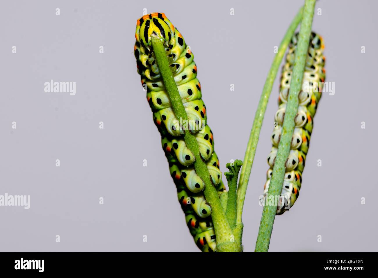 Exotic colorful butterfly caterpillar, Old World swallowtail, Papilio machaon eating. Yellow ...