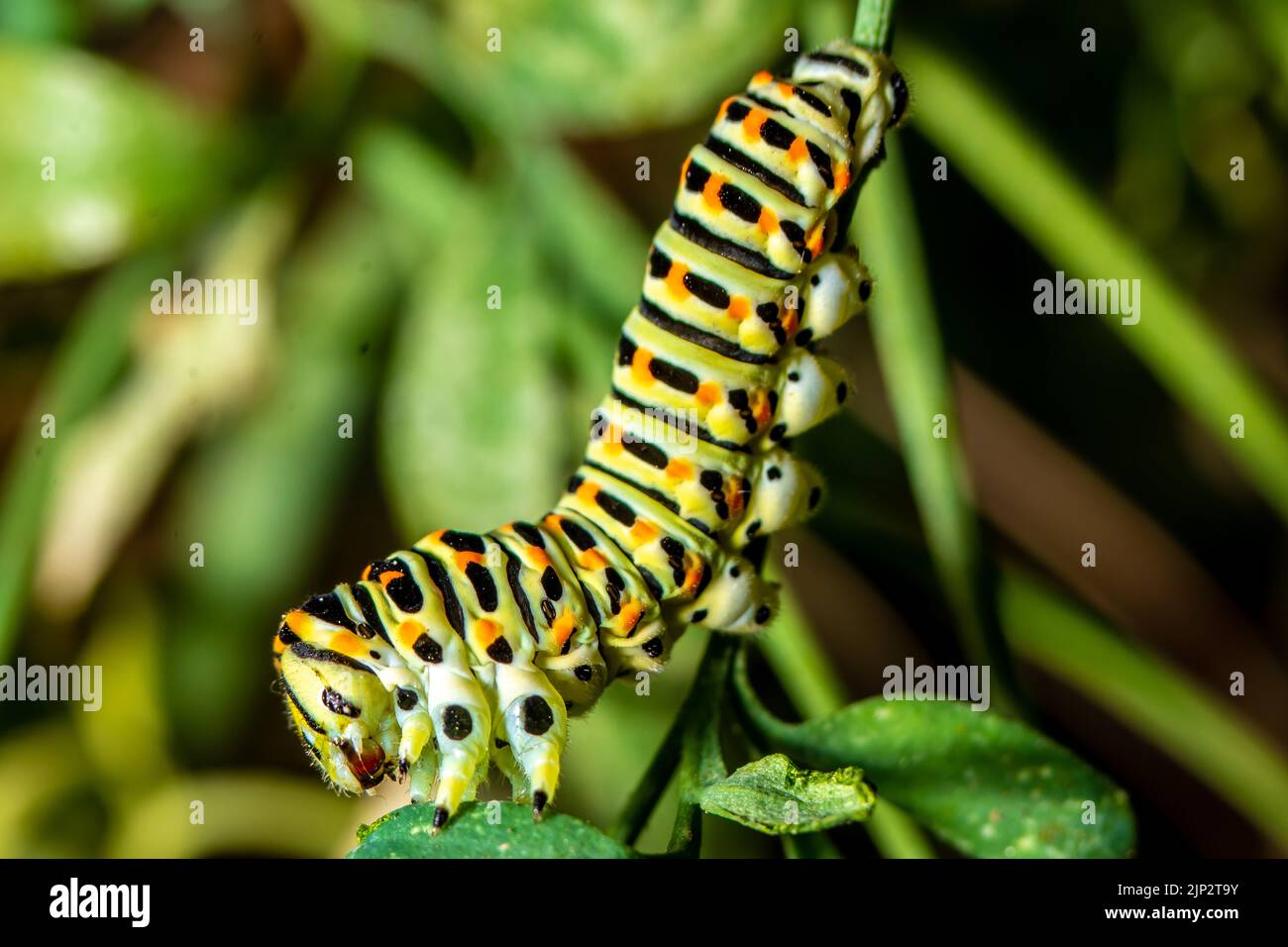 Exotic colorful butterfly caterpillar, Old World swallowtail, Papilio machaon eating. Yellow ...