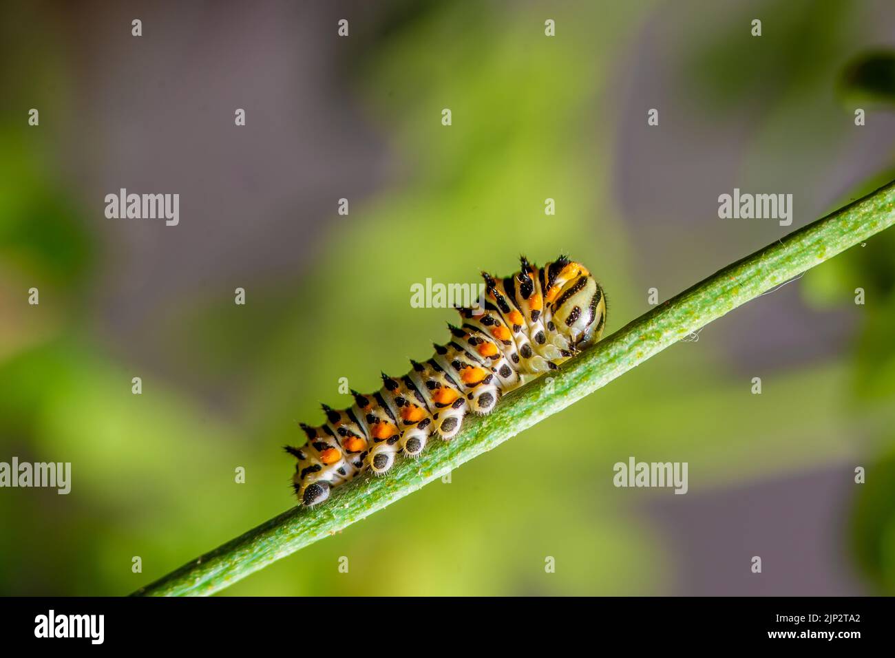 Exotic colorful butterfly caterpillar, Old World swallowtail, Papilio machaon eating. Yellow ...