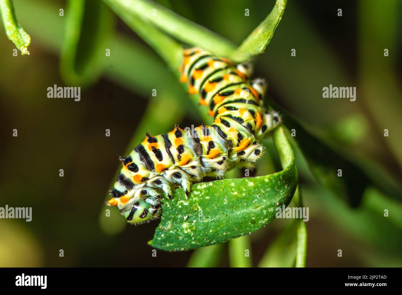 Black and orange larvae hi-res stock photography and images - Alamy