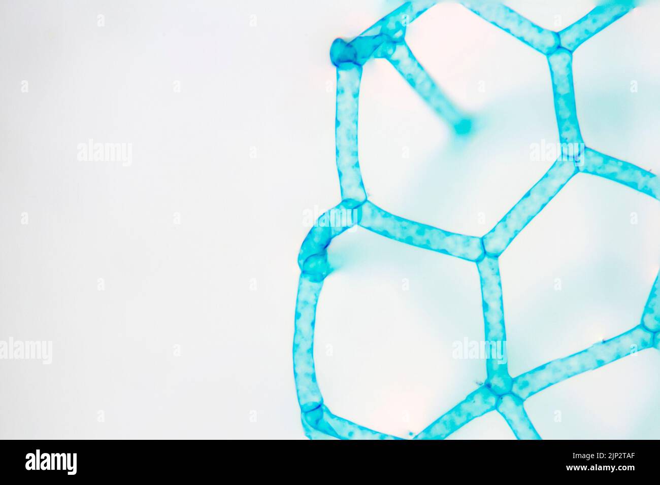 Hydrodictyon showing its net like mesh of cells. Microscope view at ...