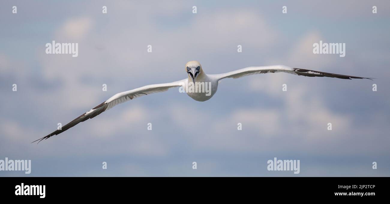 A frontal view of a Northern Gannet with widespread wings in the blue ...