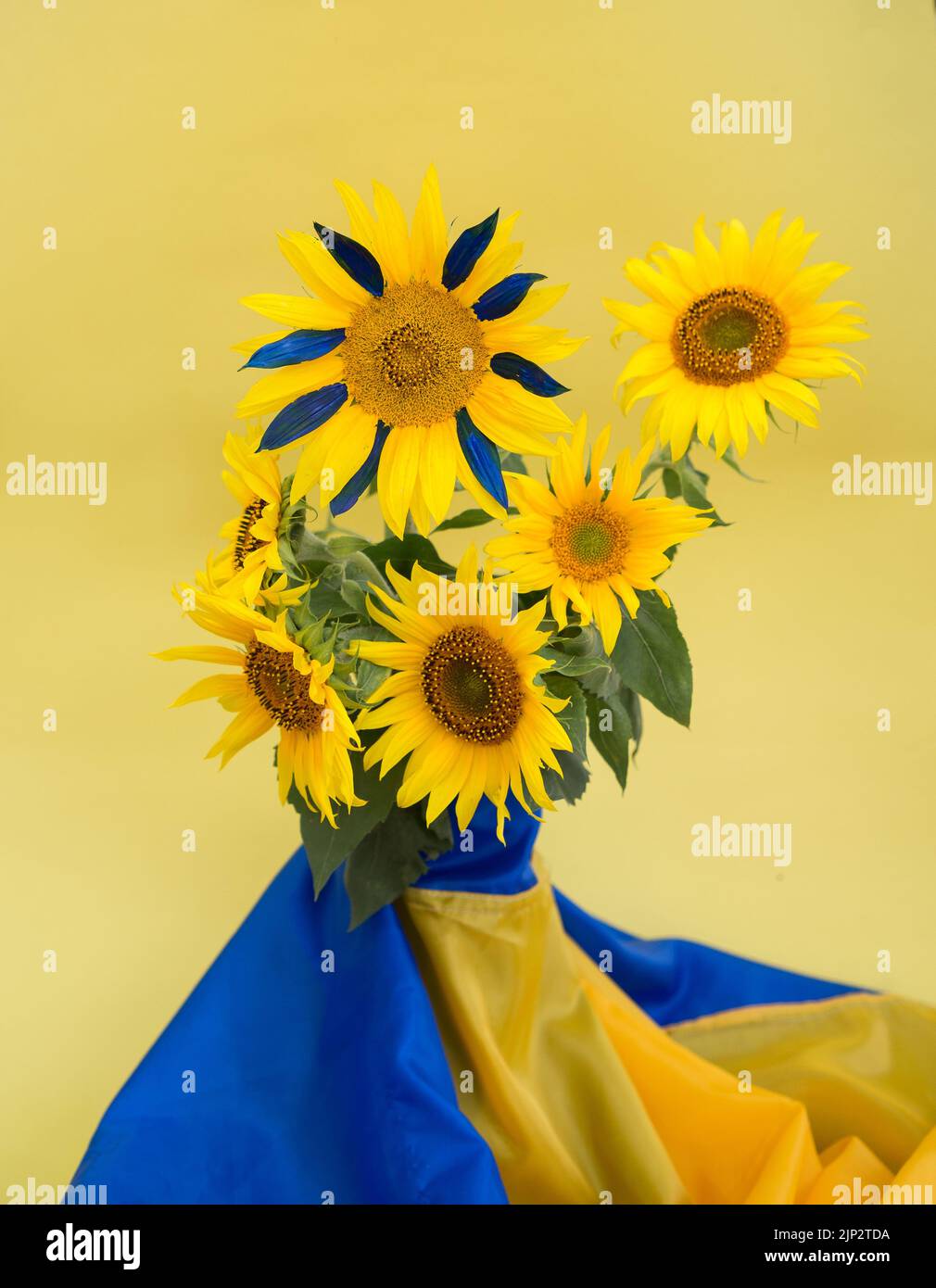 Bouquet of sunflower flowers with the flag of Ukraine on a yellow ...