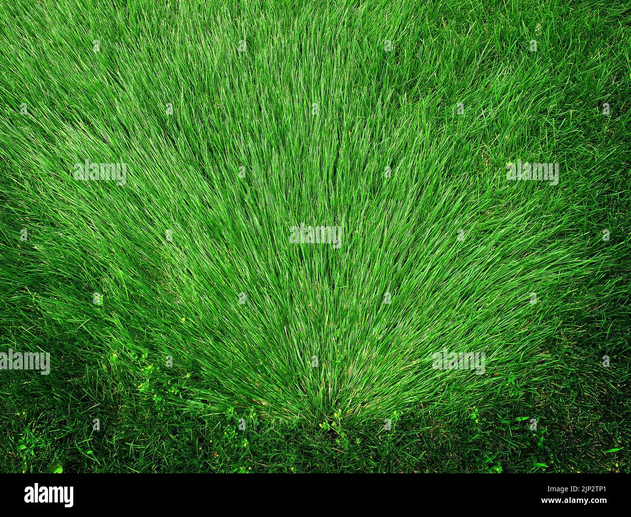 Bent grass green hi-res stock photography and images - Alamy