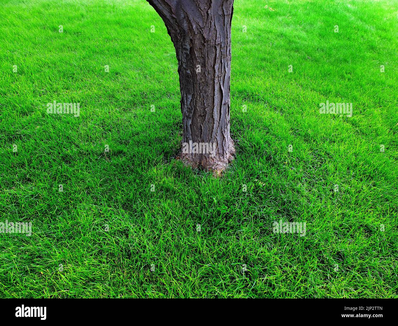Tree trunk growing on lawn of lush green grass Stock Photo - Alamy