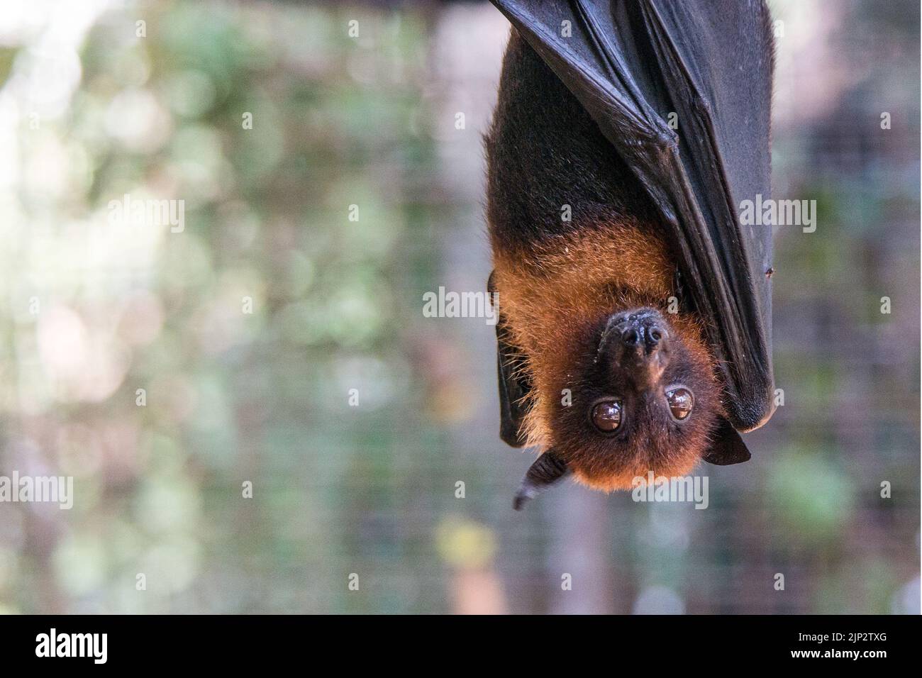 A Pemba flying fox in Ramat Gan safari Park in Israel Stock Photo - Alamy