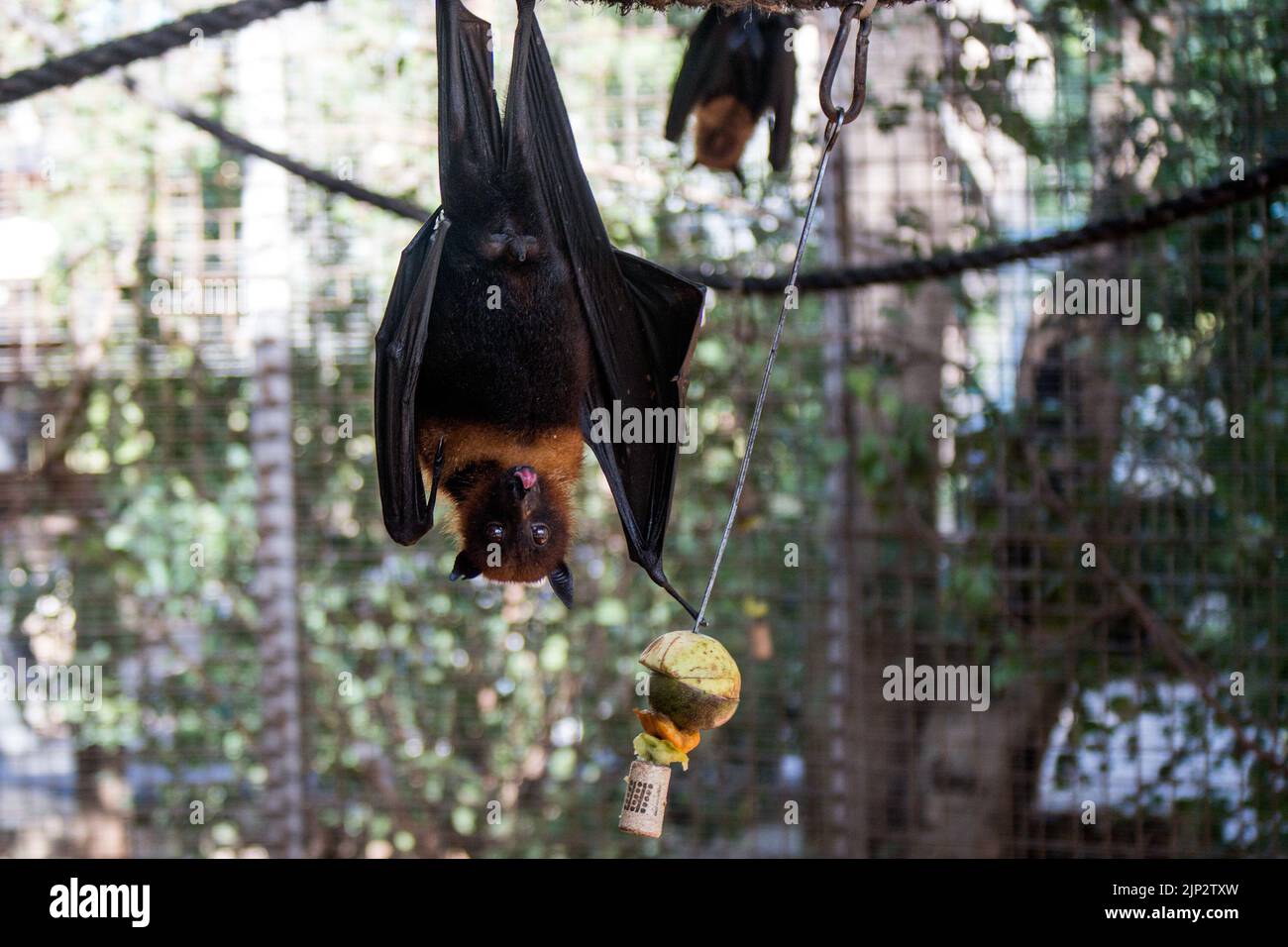 A Pemba flying fox in Ramat Gan safari Park in Israel Stock Photo - Alamy