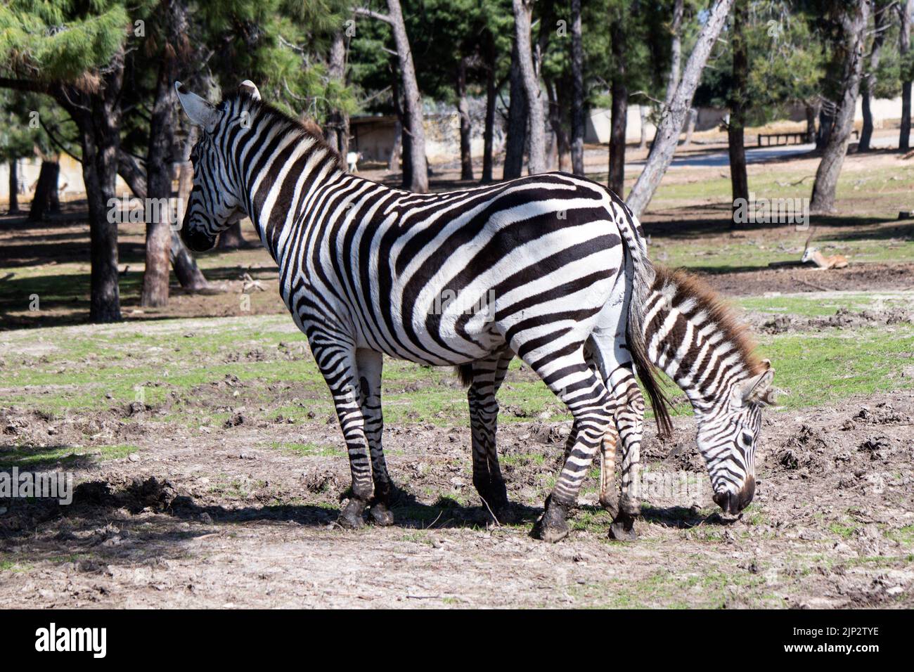 Ramat gan safari park wildlife hi-res stock photography and images - Alamy