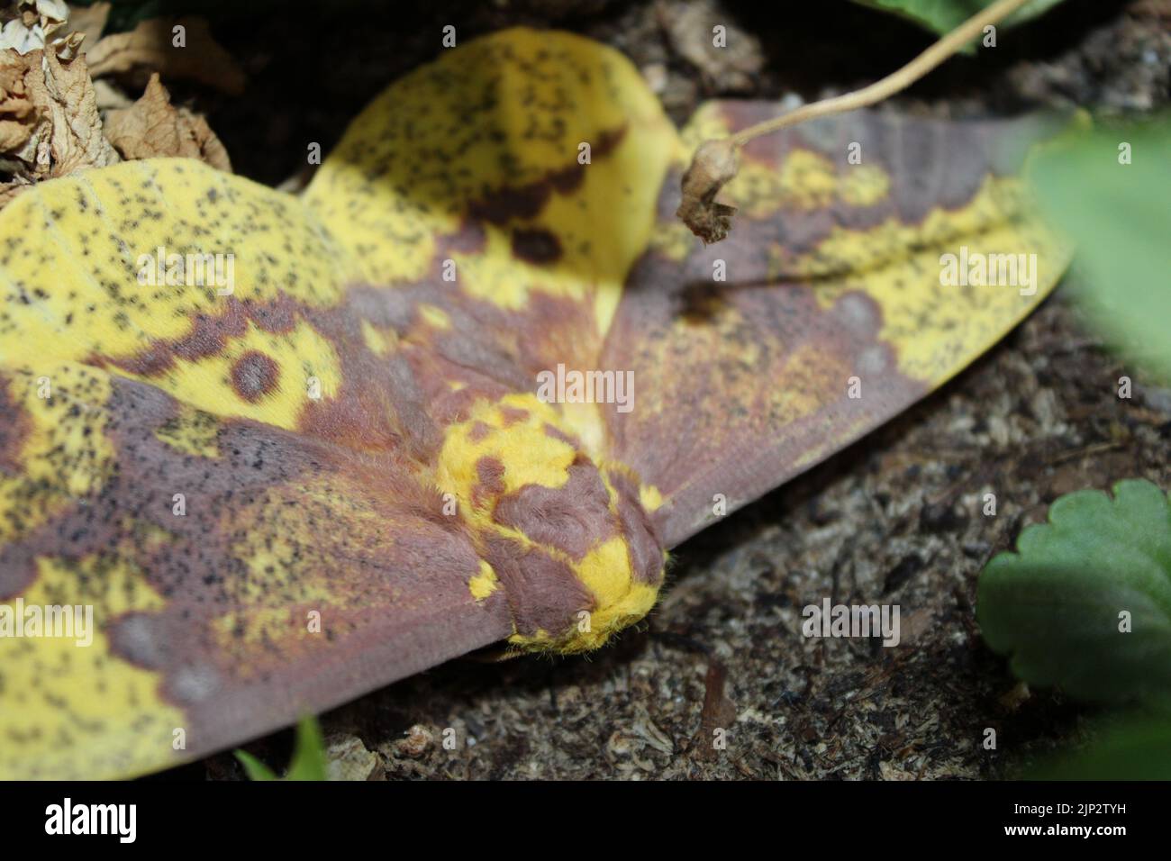 Brown and yellow moth on the ground Stock Photo - Alamy