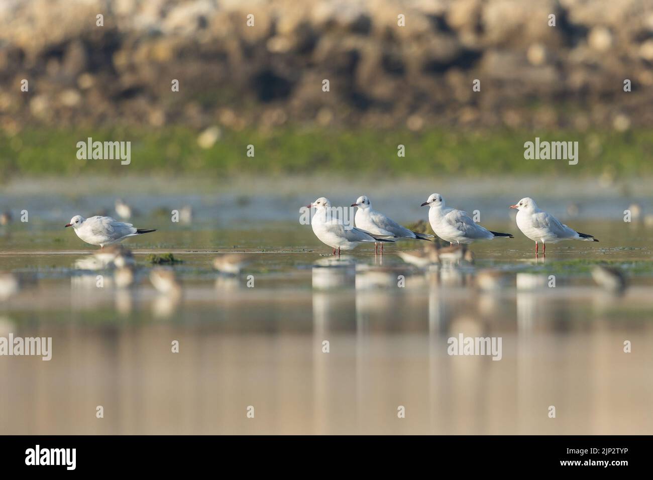 Winter in bahrain hi-res stock photography and images - Alamy