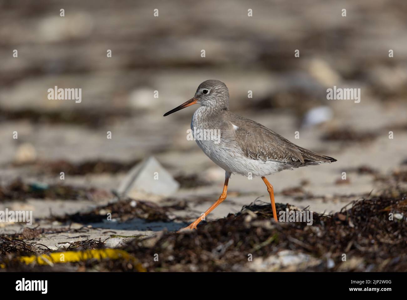 Redshank portrait hi-res stock photography and images - Alamy