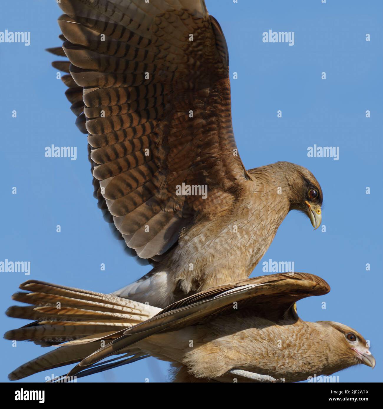 Tiuque hi-res stock photography and images - Alamy