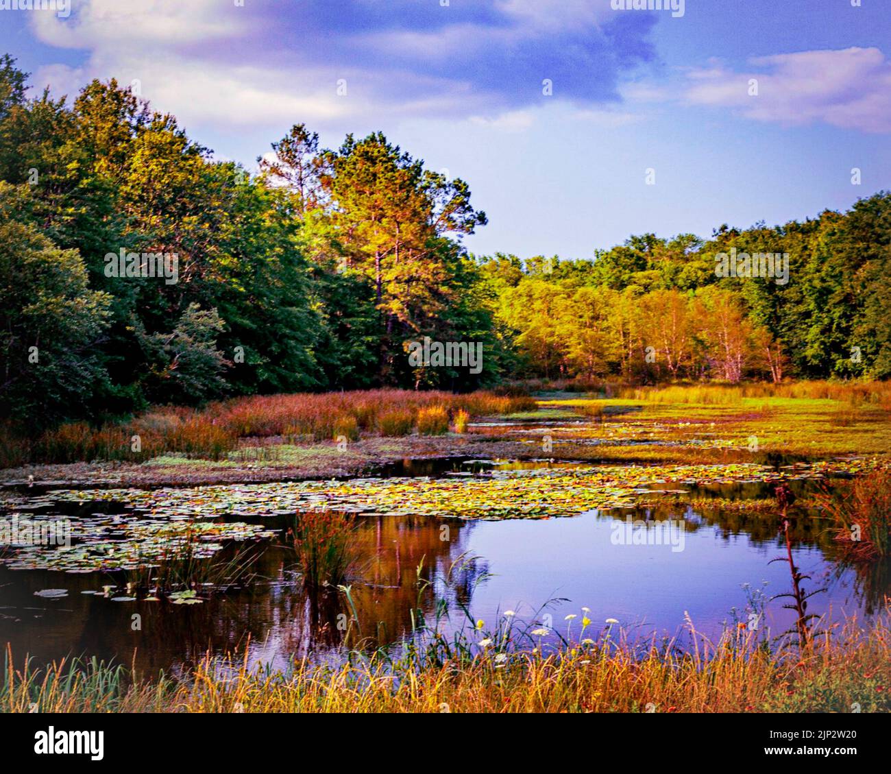 Small water inlet covered with lilly pads Stock Photo - Alamy