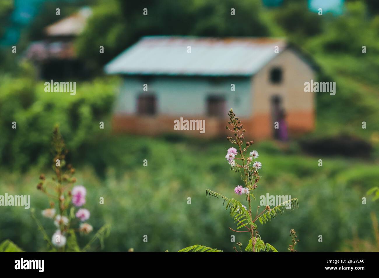 A close-up shot of mimosa bashful flowers with a blurry background of a ...
