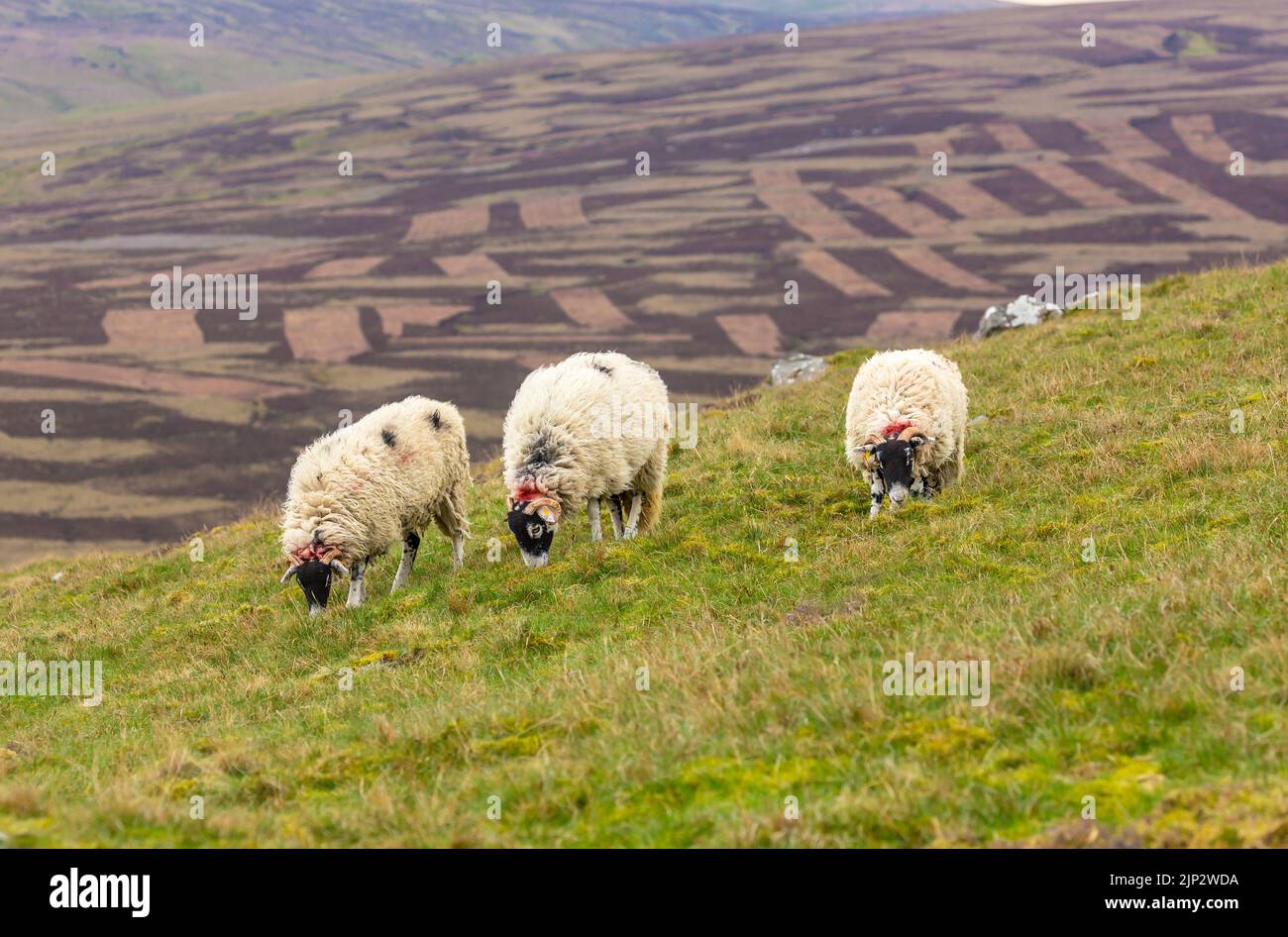 Ravenseat sheep hi-res stock photography and images - Alamy