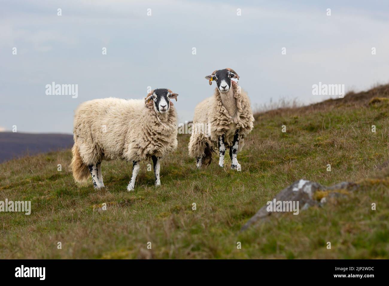 Two inquisitive Swaledale ewes, female sheep, facing forward in ...