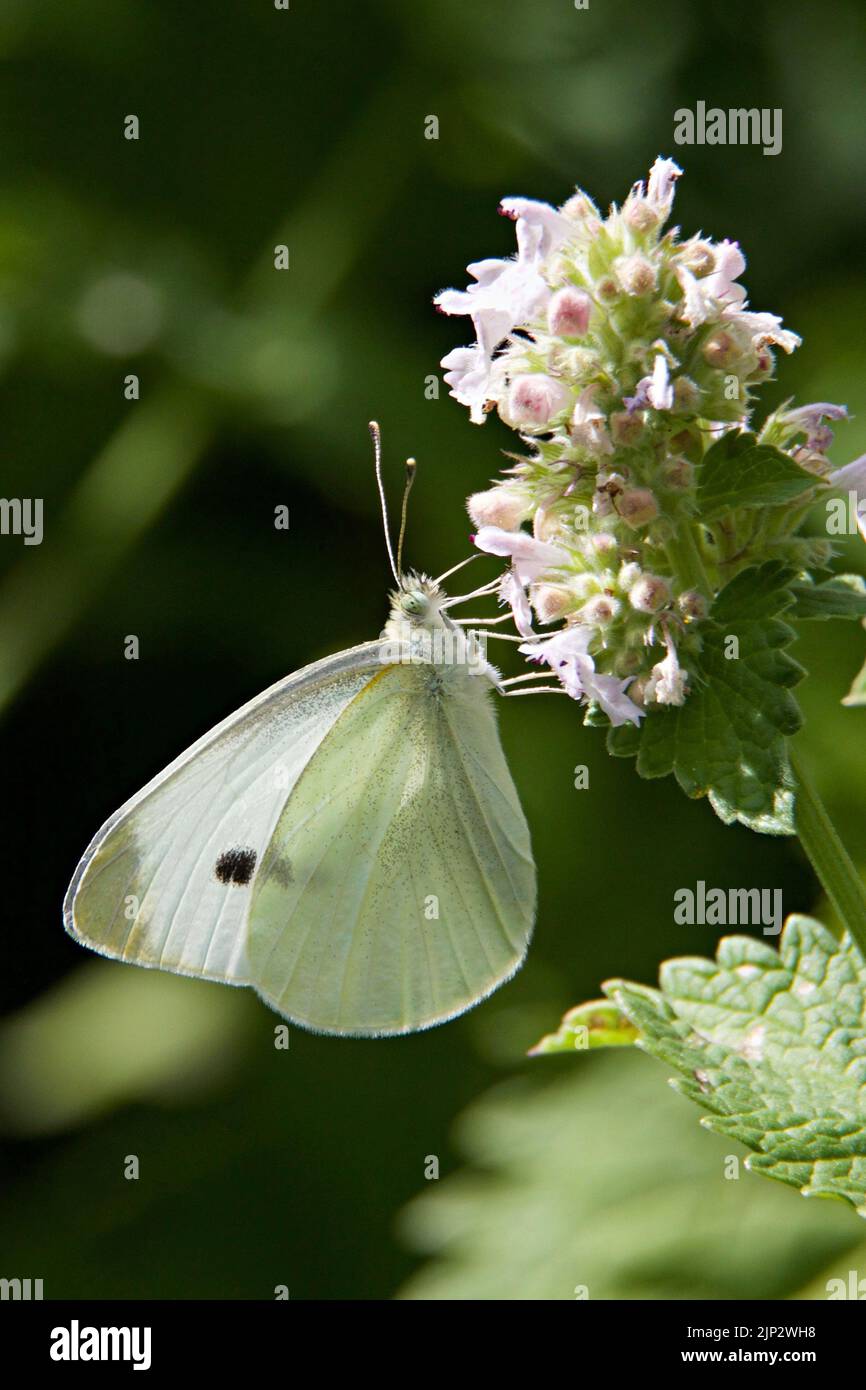 A vertical closeup of a beautiful white Cabbage butterfly on a plant in ...
