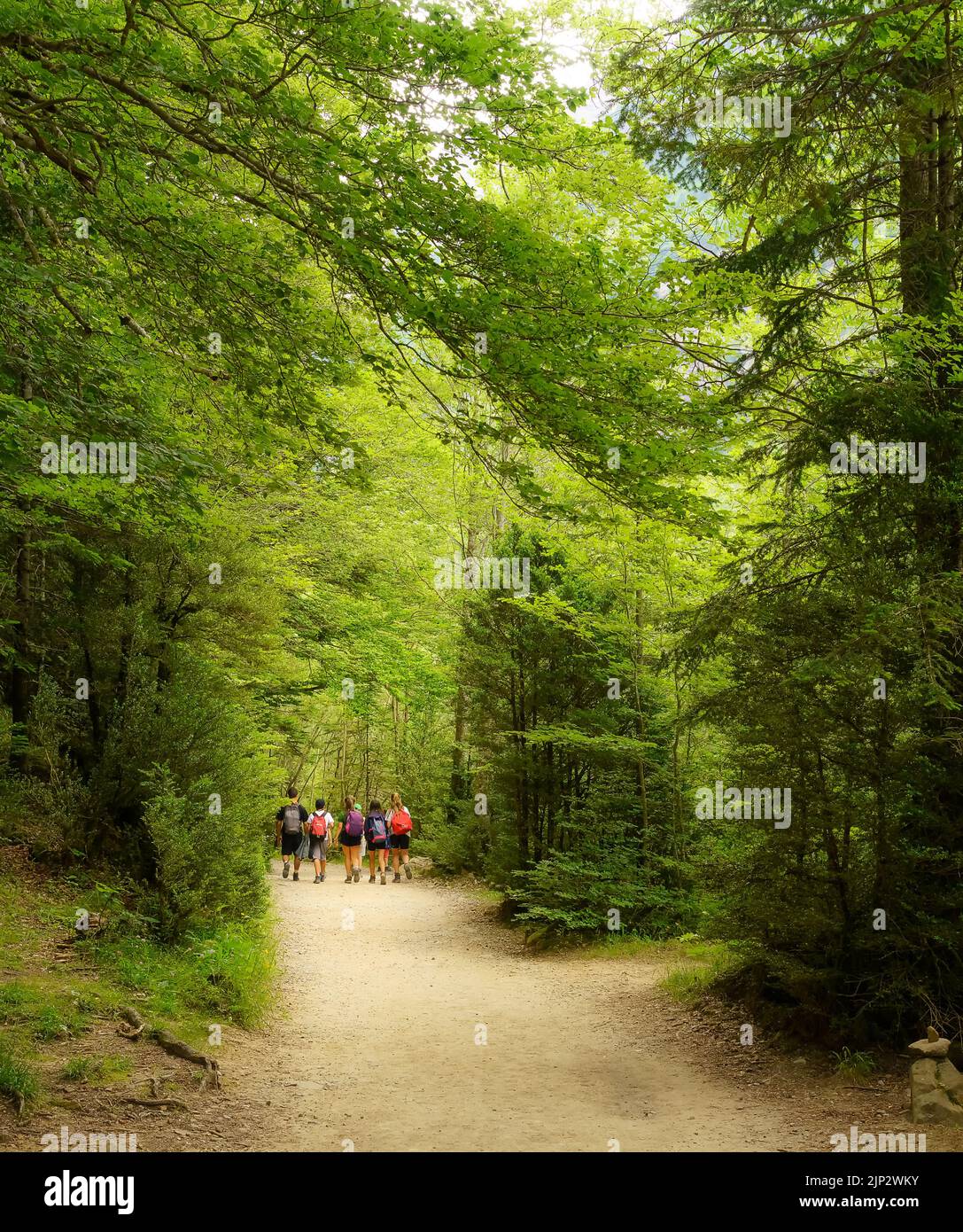 Path in the forest among tall green trees with group of children ...