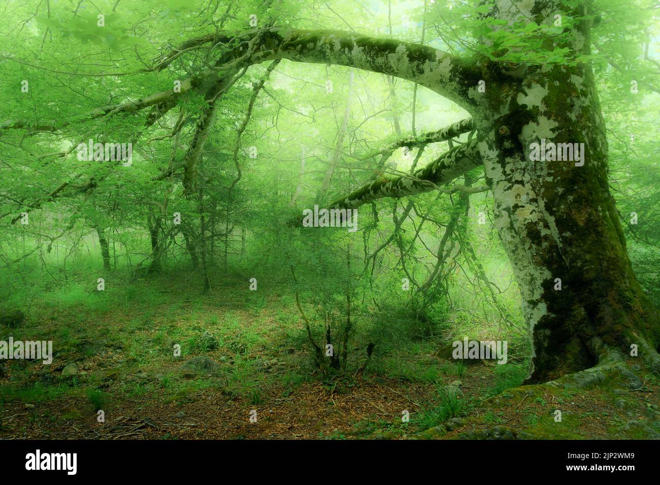 Large tree in green forest with a mystical or magical appearance Stock ...
