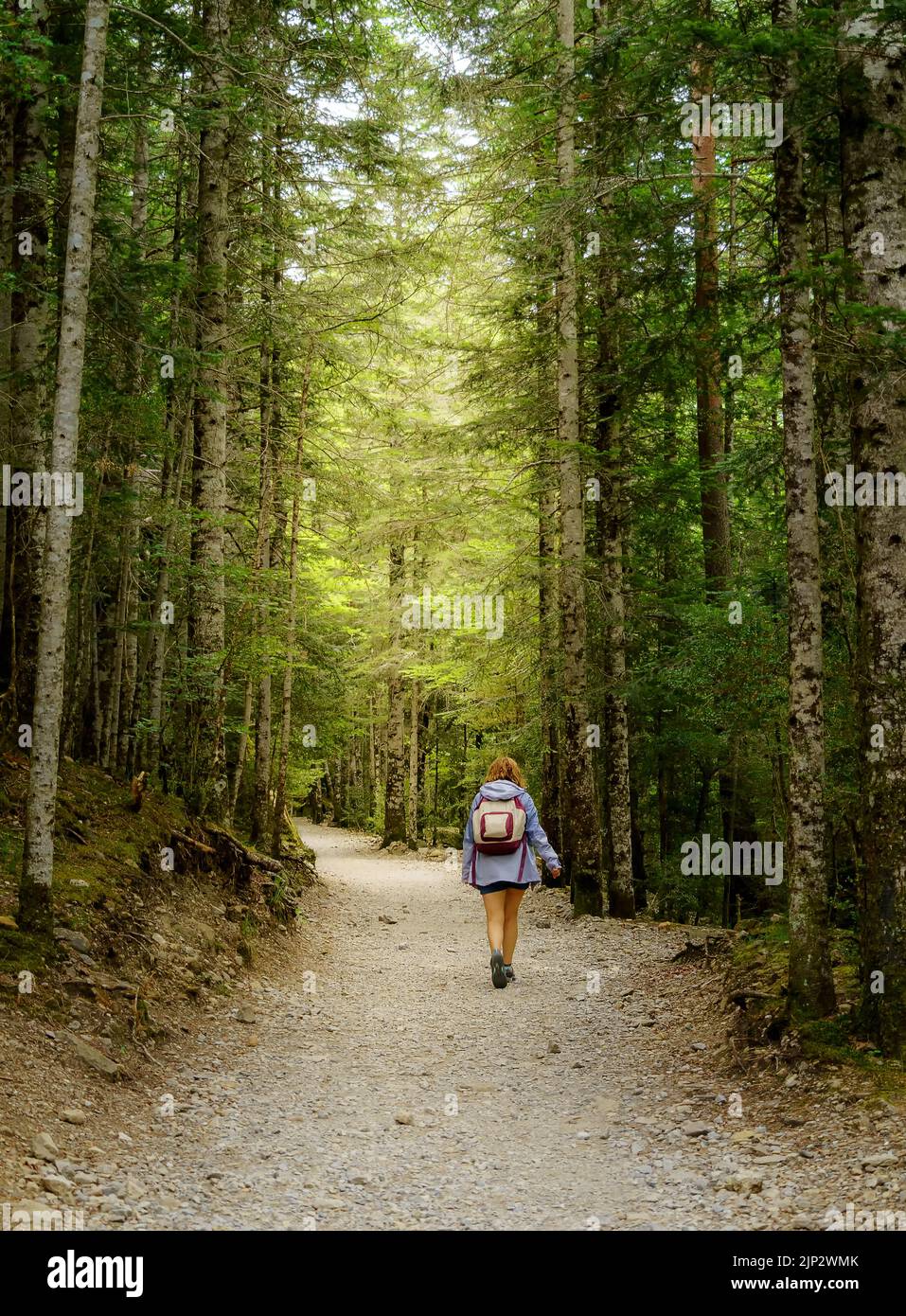 Path in the forest among tall green trees with woman walking away ...