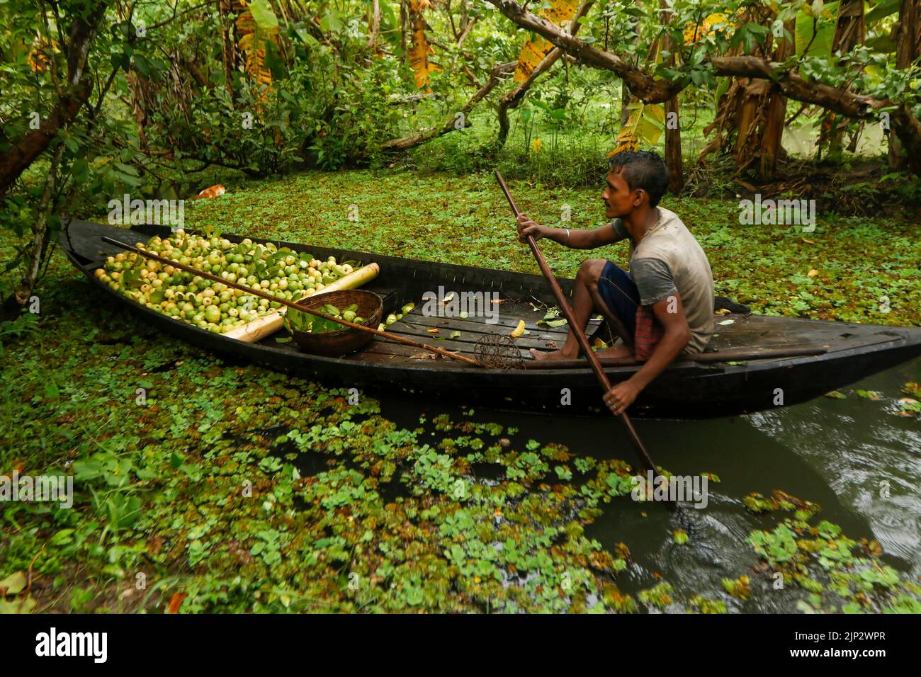 Dhaka, Bangladesh. 15th Aug, 2022. A guava farmer is collecting Guava ...