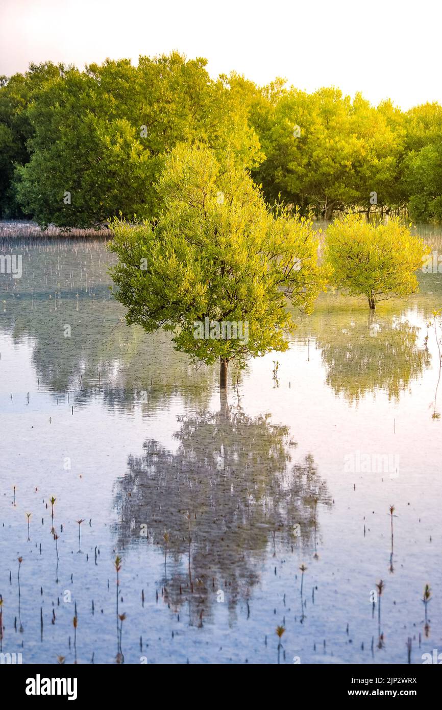 A beautiful landscape of green trees in a lake Stock Photo - Alamy