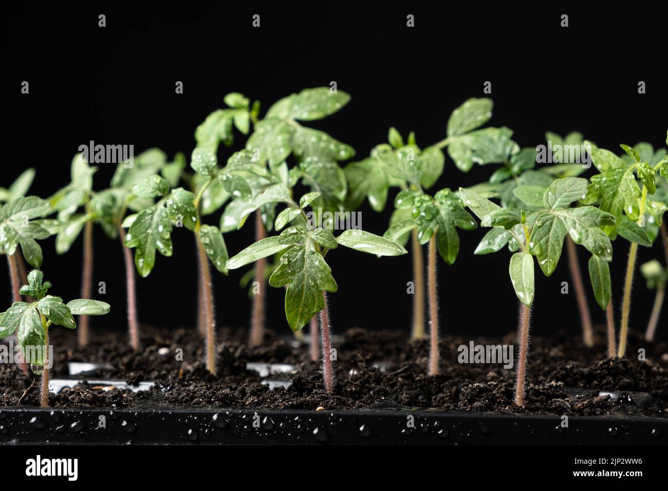 Growing tomatoes from seeds, step by step. Step 7 - the sprouts have ...