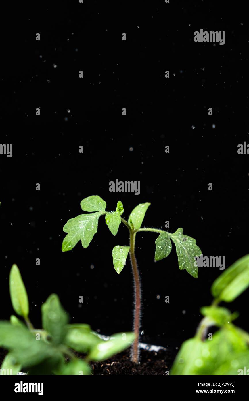 Growing tomatoes from seeds, step by step. Step 8 - watering grown ...