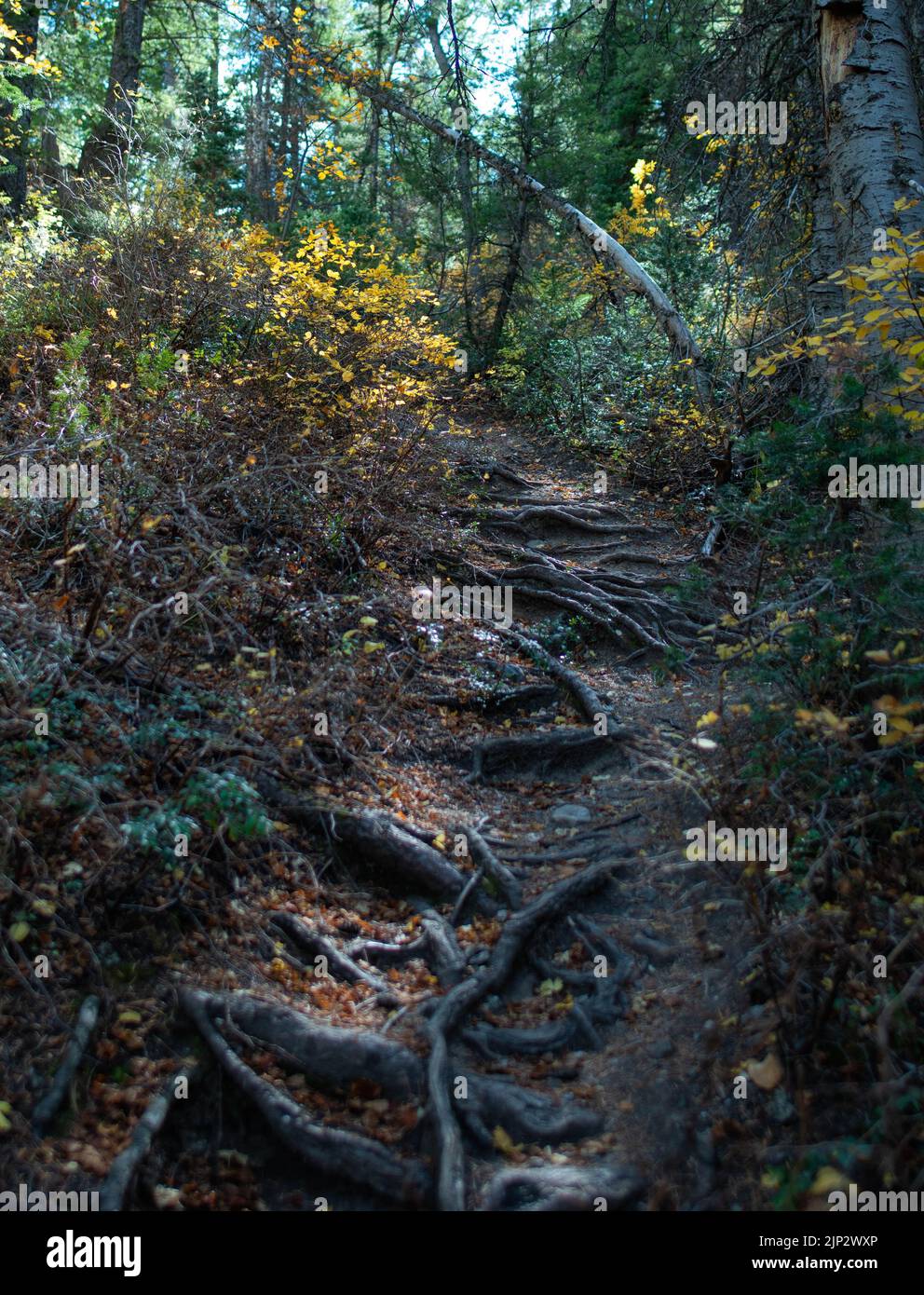 Tree roots across a forest trail creating a stair-like appearence Stock ...