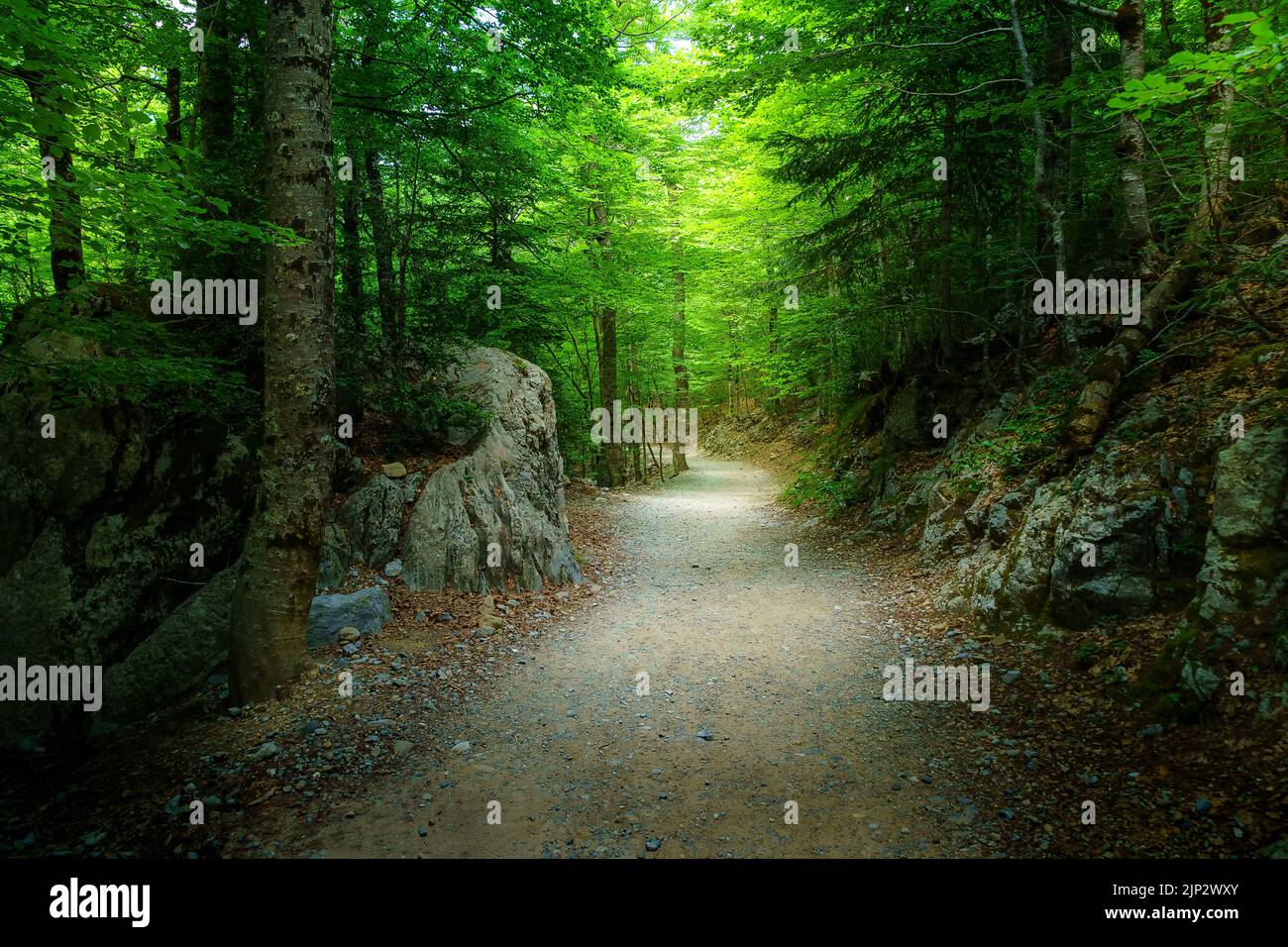 Dark green landscape with path between large trees with shadows and ...