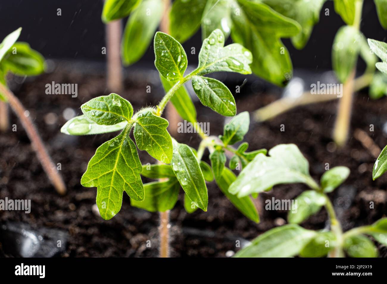 Growing tomatoes from seeds, step by step. Step 7 - the sprouts have ...