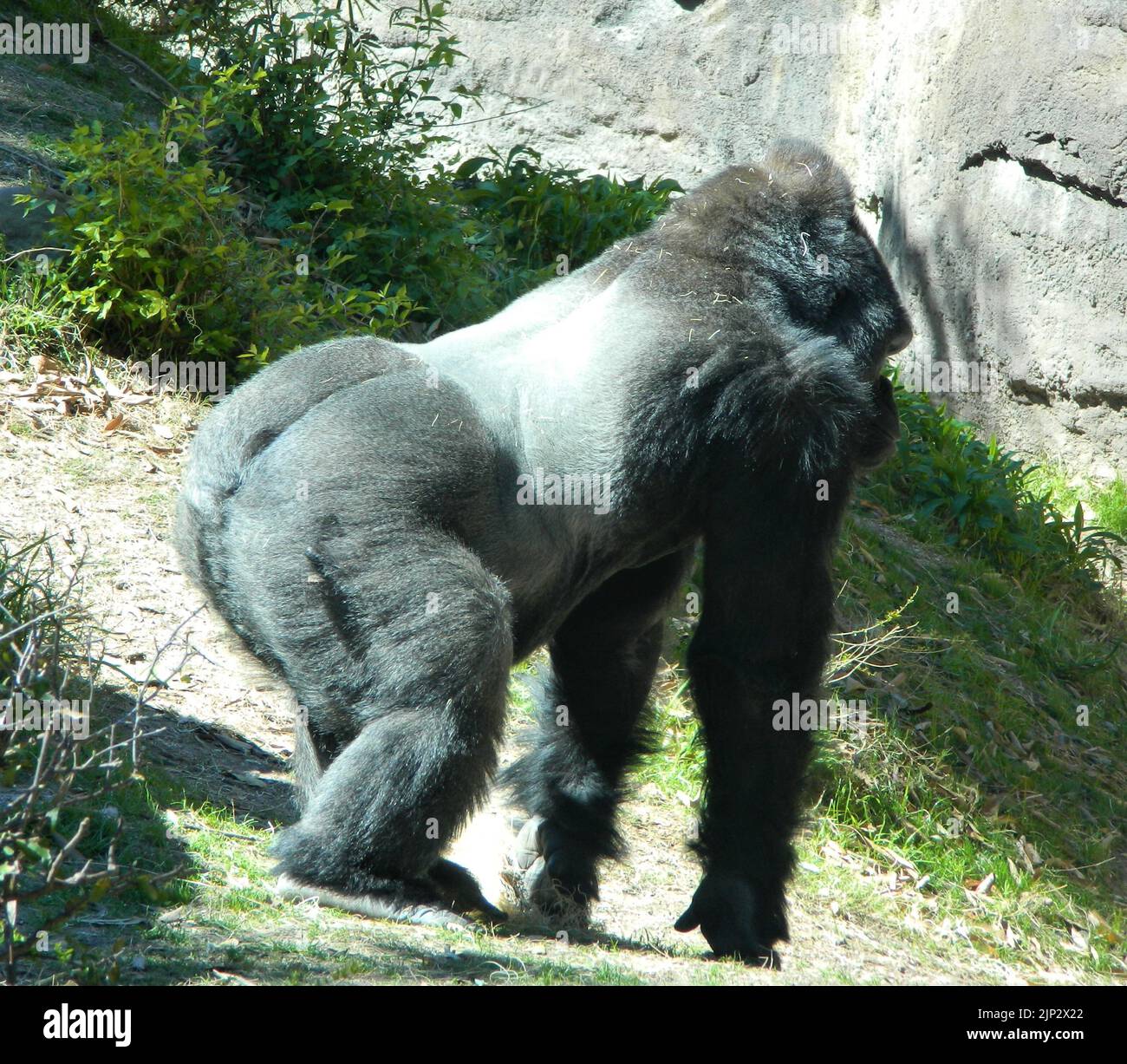 A view from the side of a gorilla staring at the wall in front Stock ...