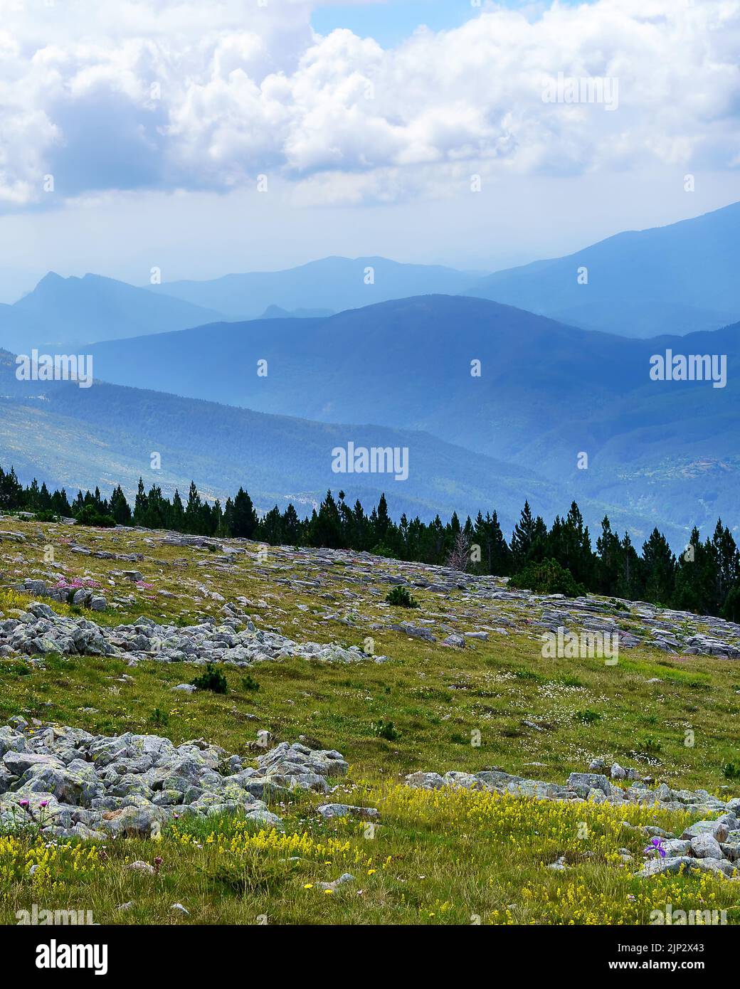 Mountain range with green meadows, flowers and blue sky with big white ...