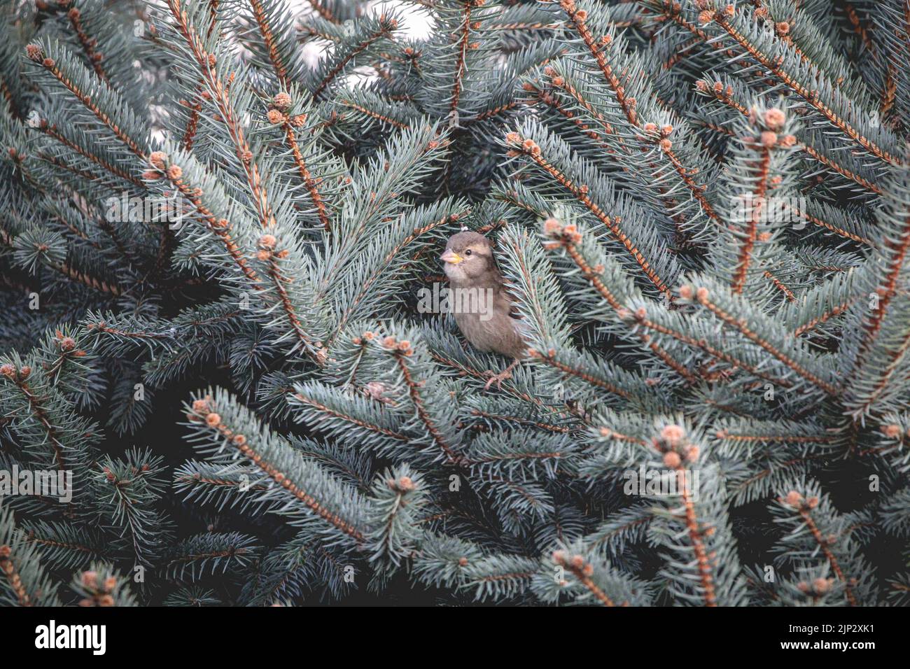A beautiful finch bird on a pine tree in the forest Stock Photo - Alamy