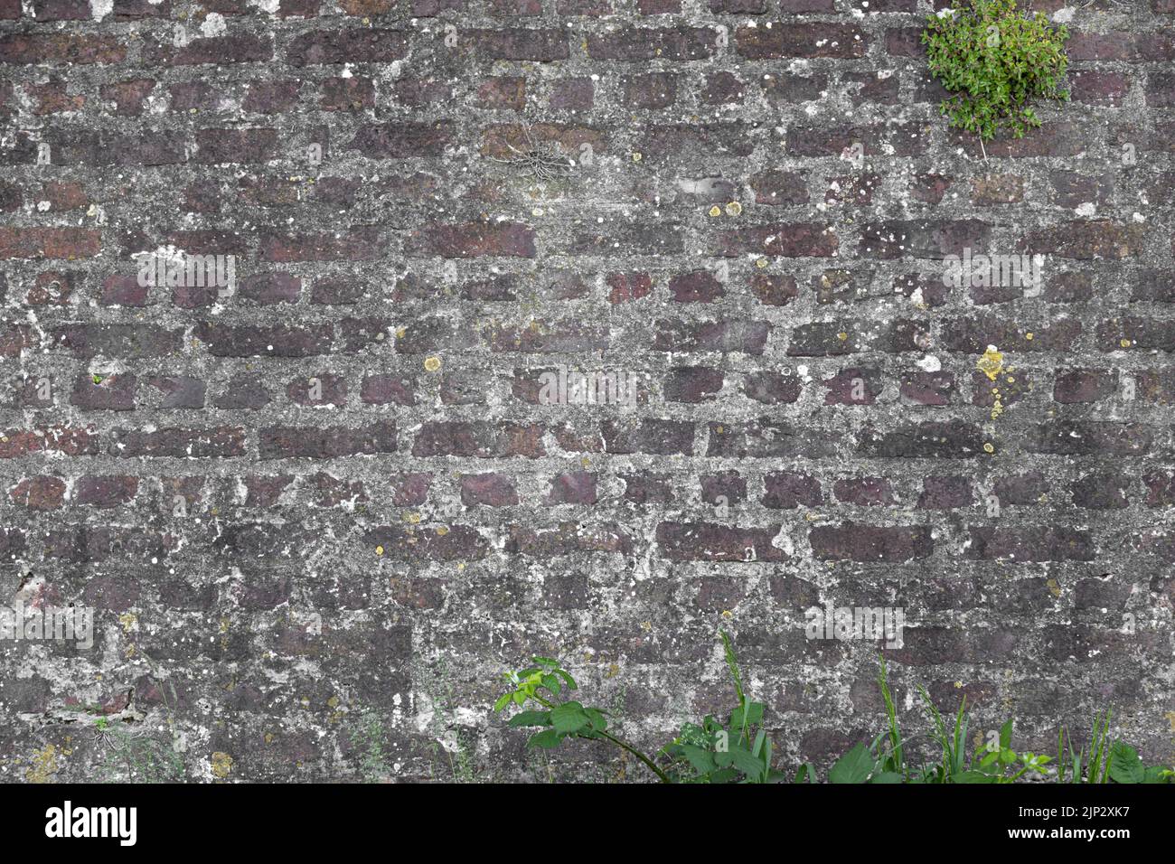 Old grey desaturated brick wall background with green plants coming out ...