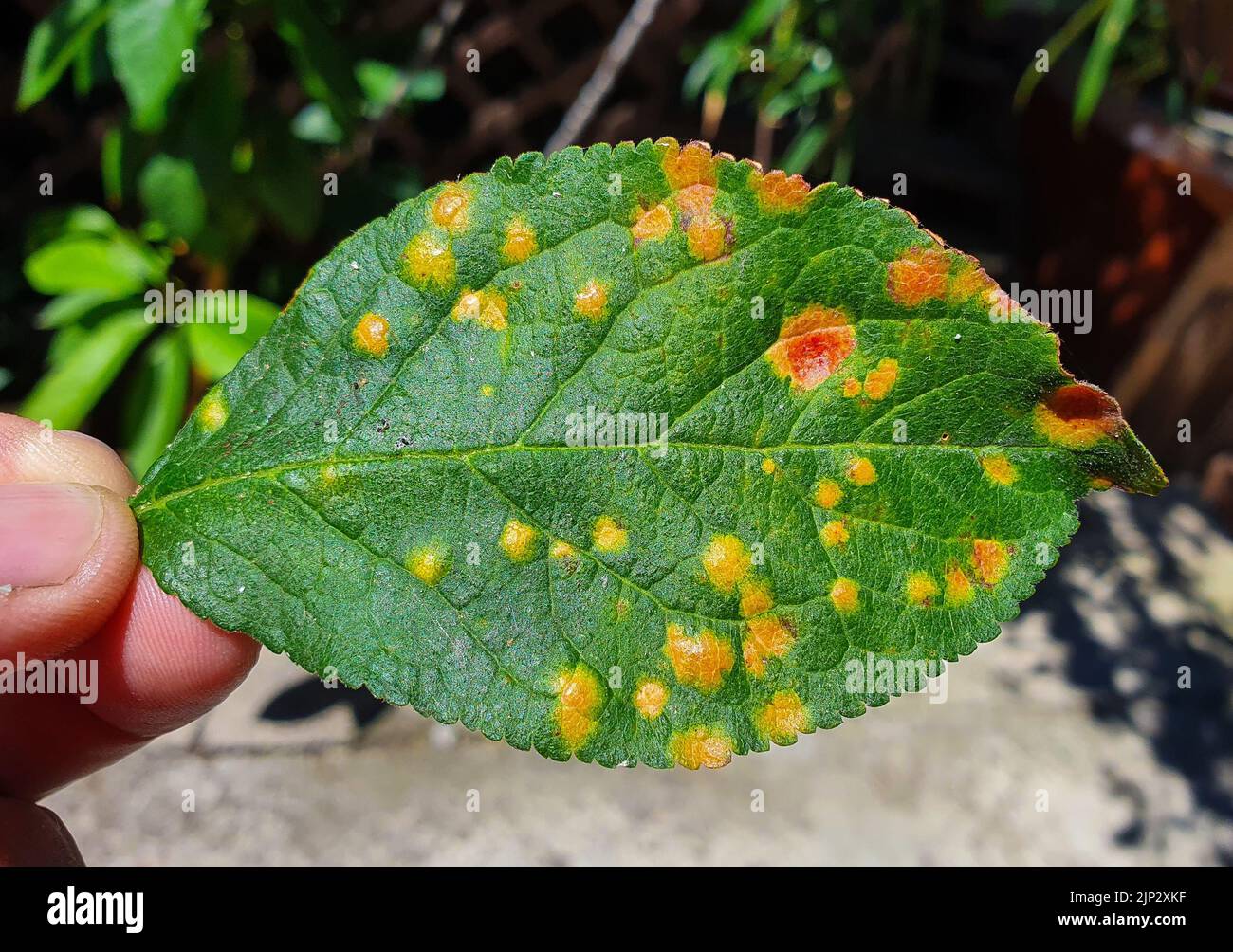 a close-up of a green leaf with yellow spots due to disease infestation ...