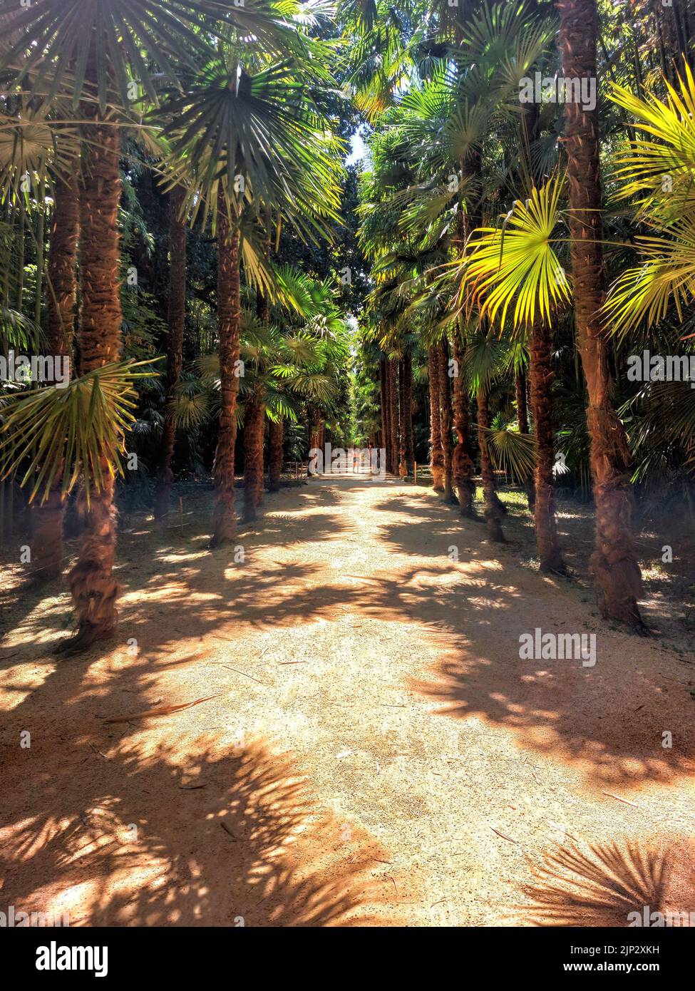 A trail in a tropical forest in Sampzon, France Stock Photo - Alamy