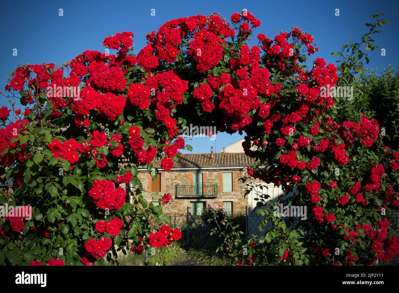 Spanish rose hi-res stock photography and images - Alamy